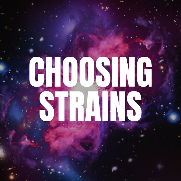 How to Choose the Right Cannabis Strain for Your Mood - Galaxy Dispensary