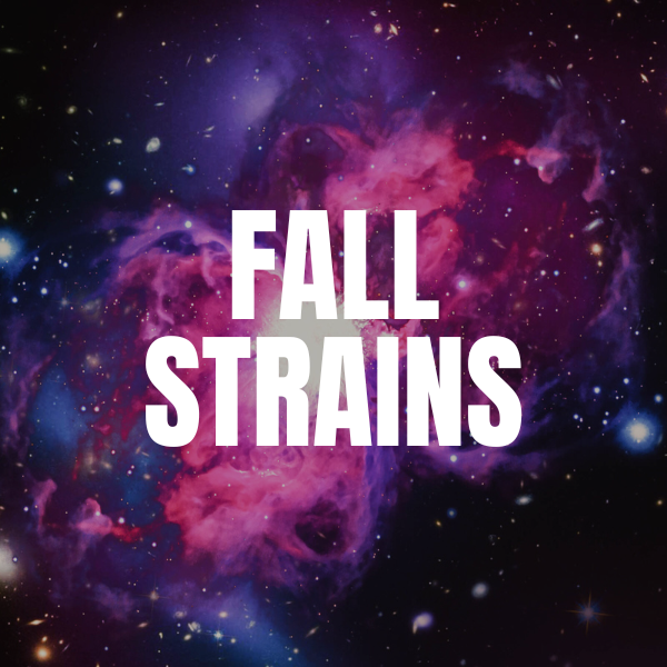 The Best Cannabis Strains for Fall: Seasonal Favorites - Galaxy Dispensary